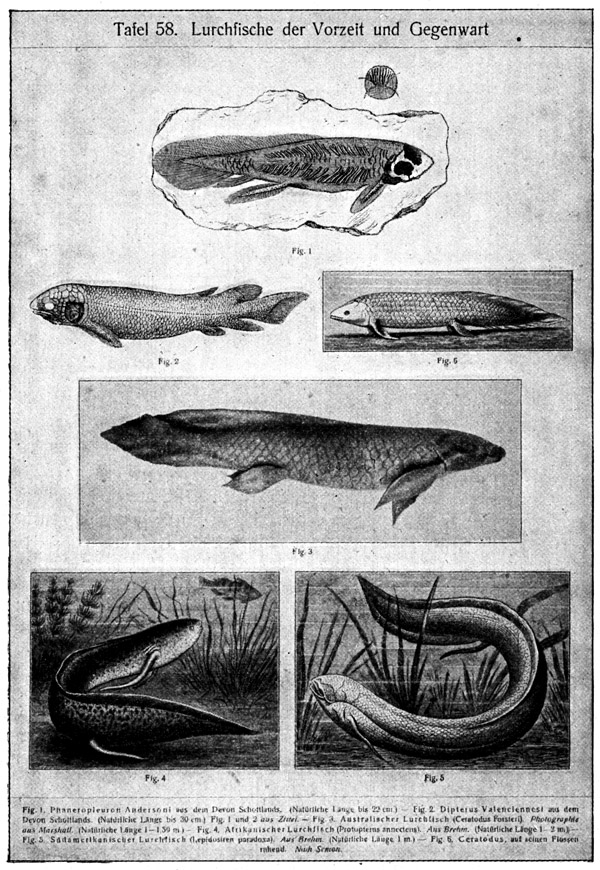 Charles Darwin. Gedenkschrift zur Jahrhundertfeier seiner Geburt